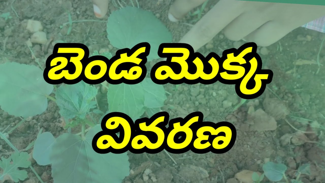 Ladies finger plant explanation | #bits #podili #horticulture # ...