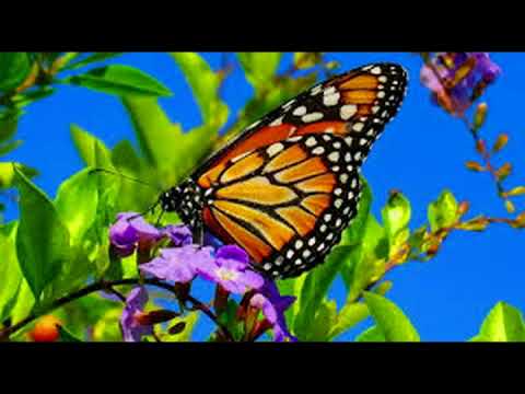 Andy Williams Butterfly - YouTube