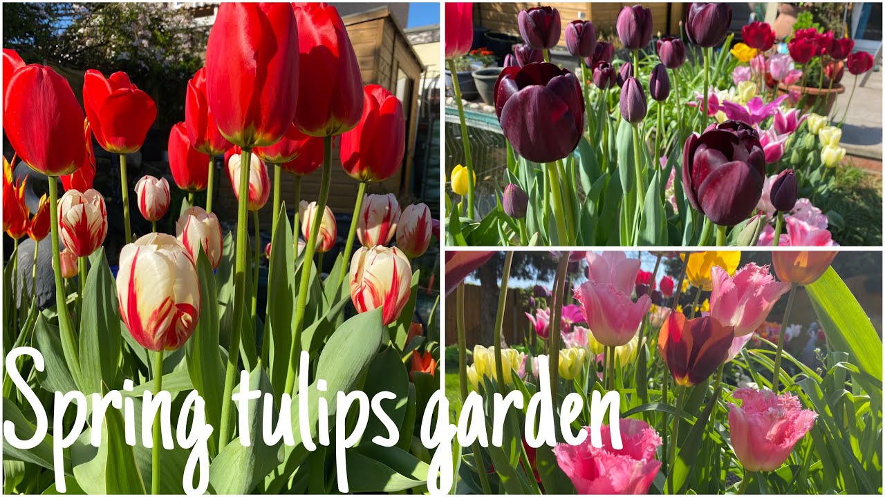April spring garden tour# my relaxing therapy#this garden gives me joy ...