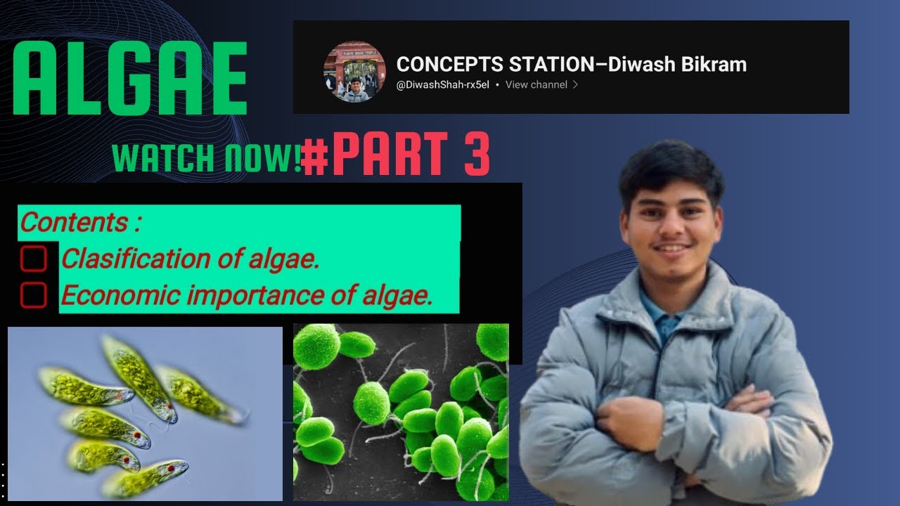 Algae(part 3)|classification of algae| Economic importance of algae| Bsc first Year|Botany - YouTube