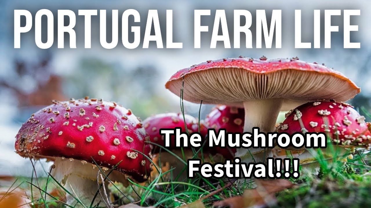Míscaro's Mushroom Festival🍄 Portugal’s Most Delicious Event! - YouTube