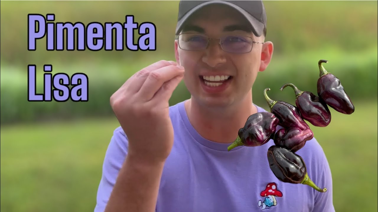 Pimenta Lisa | Pepper Review - YouTube