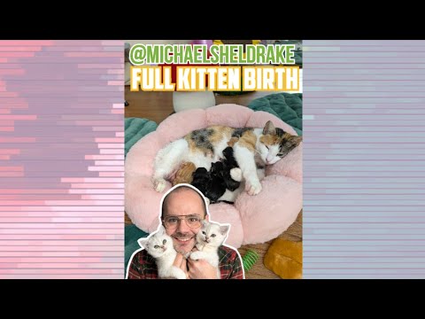 Calico Mama Cat Gives Birth to 5 Kittens - Full Video Start To Finish ...