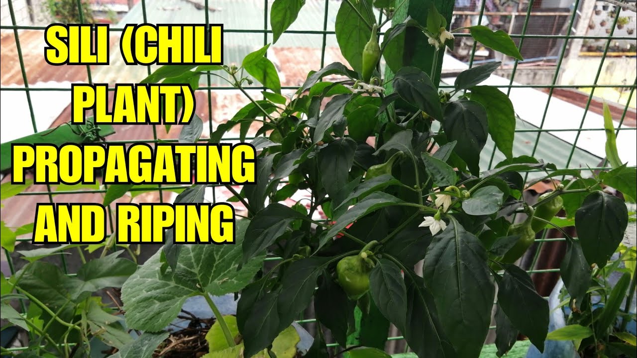 Sili Plant (Chili Plant) Updates in Propagating and Riping - YouTube