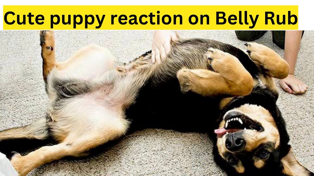 Dog Belly Rub How To Do Belly Rub Advantages Of Belly Rub YouTube Dog Belly Rub How To Do Belly Rub Advantages Of Belly Rub YouTube