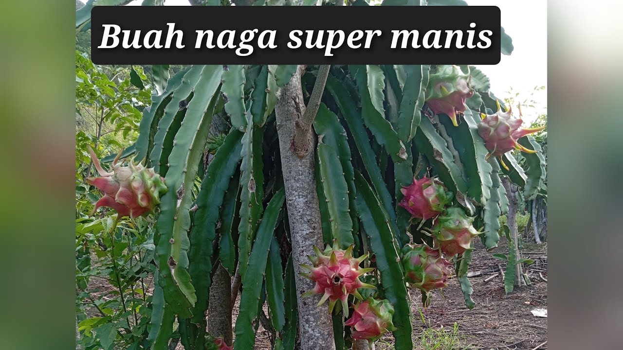Perkebunan Buah Naga salodik dengan hasil buah naga besar dan manis ...