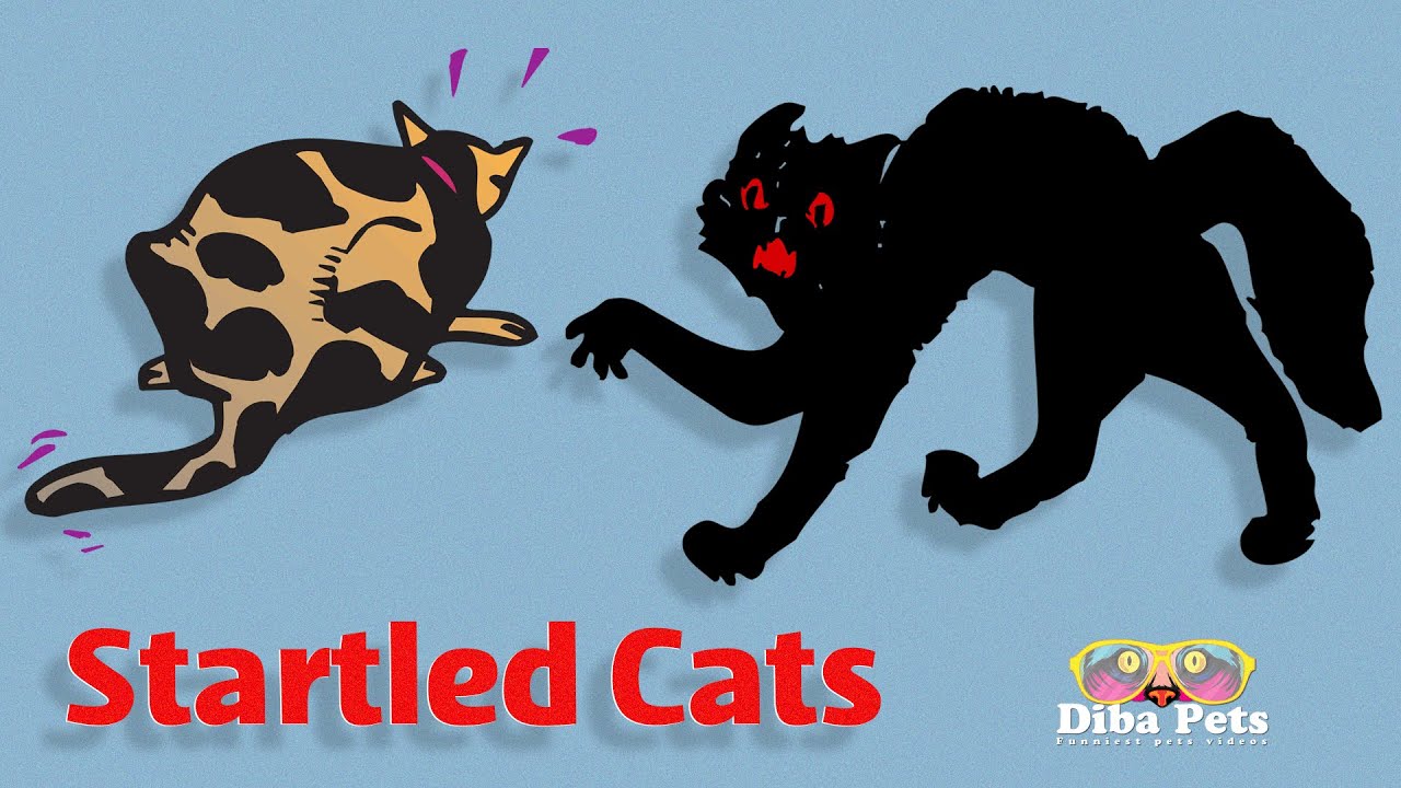 Startled Cats 😽🐈 | Compilation | Hold your laugh if you can | Diba pets ...