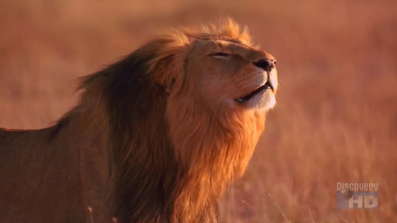 The Cheetah King Part 4: Uncle Scar - YouTube