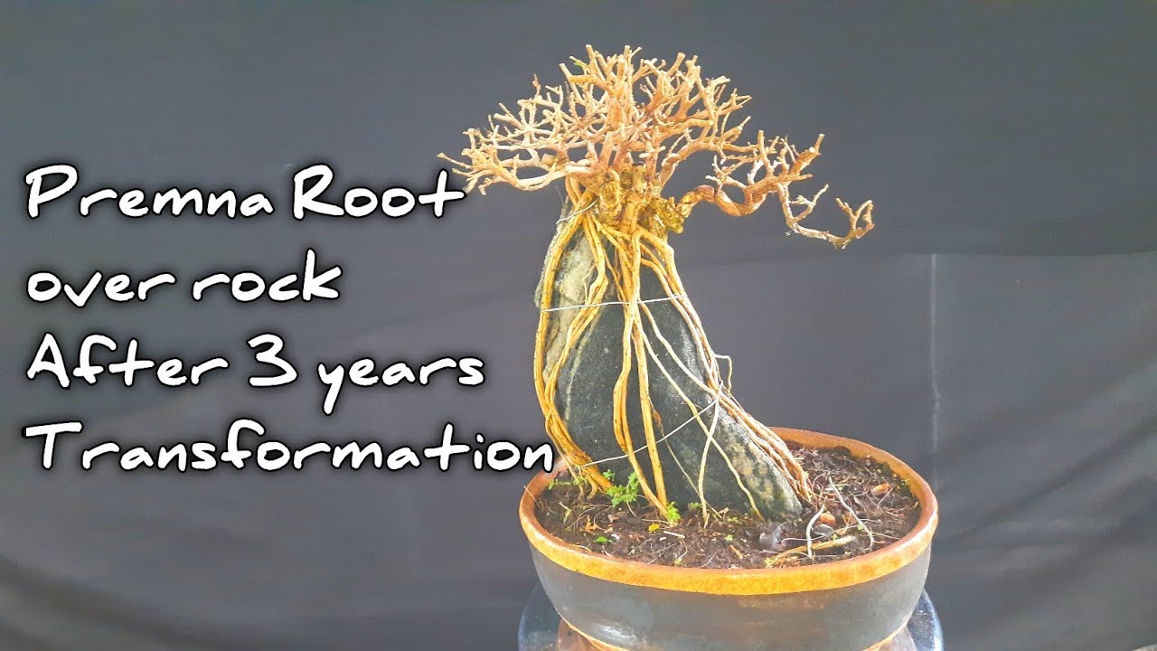 Premna microphylla Root Over Rock Bonsai Tree - YouTube