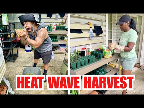 SUMMER HARVEST ☀️ | WE CAN’T BELIEVE OUR GARDEN IS STILL GROWING FOOD! 