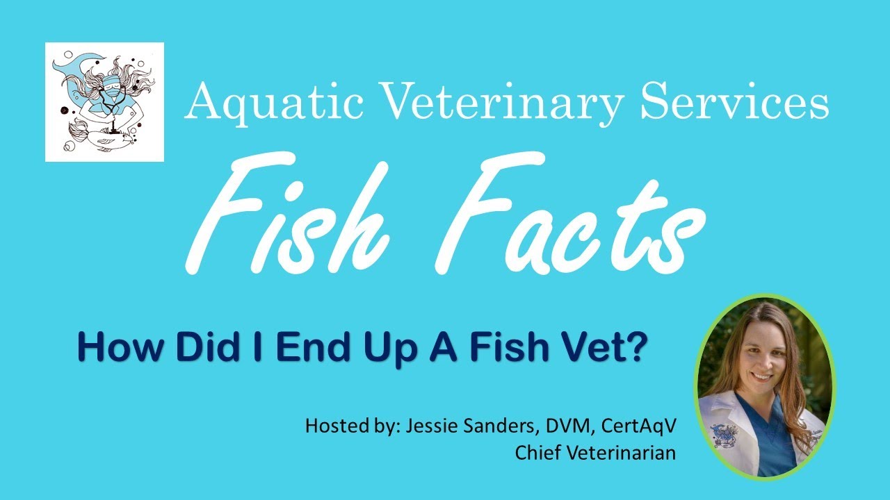 Fish Facts - How Did I End Up a Fish Vet? - YouTube