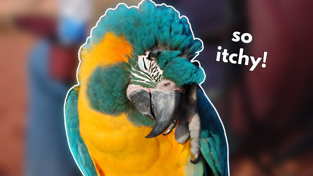 Pin Feathers on Parrots | Jinx - YouTube