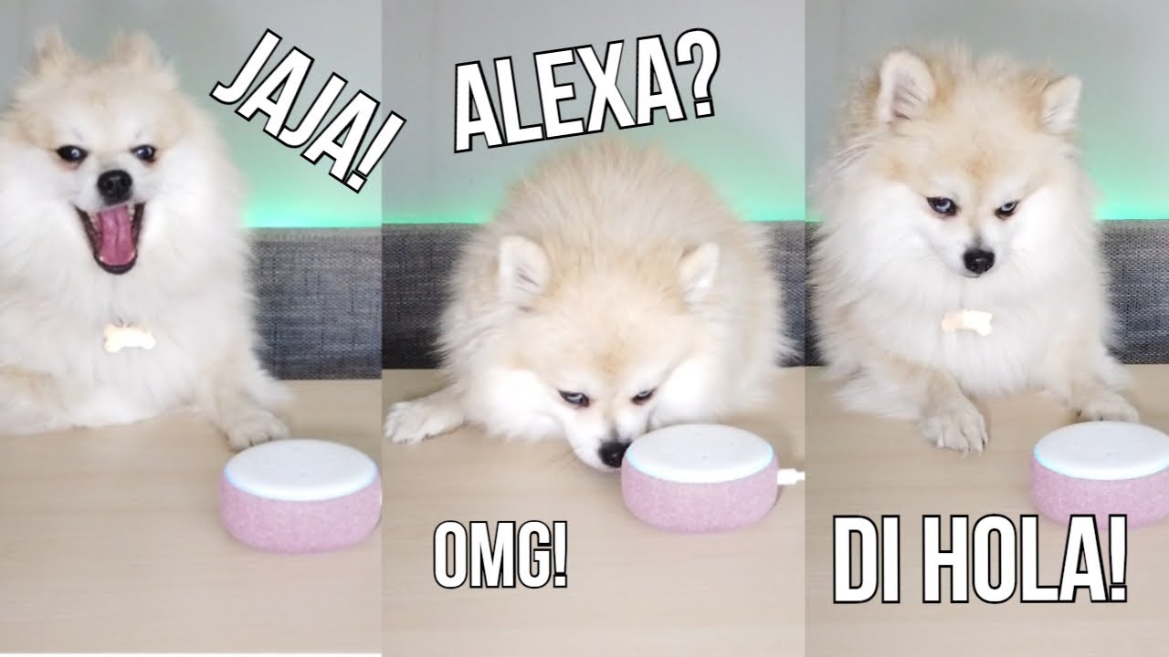 Mi PERRO Habla Con ALEXA y Ella La Escuchó! 🐶🔊 - YouTube