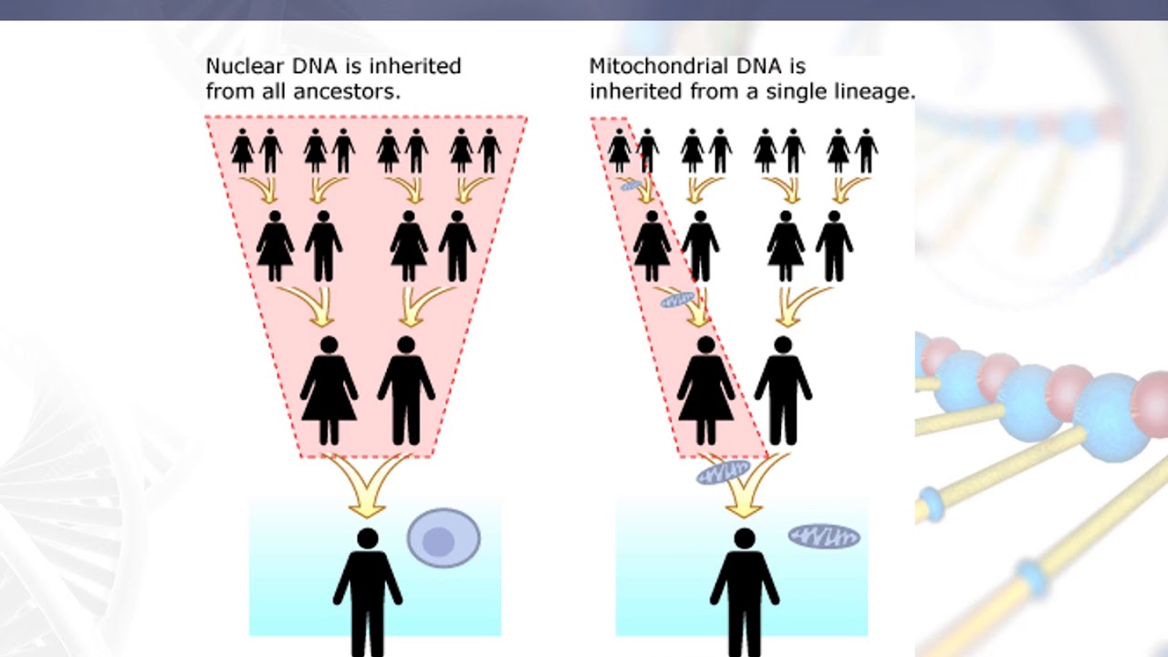 Maternal inheritance of mitochondrial DNA - YouTube