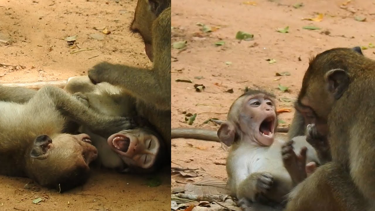 Wow Happy monkey playing with their friend - YouTube