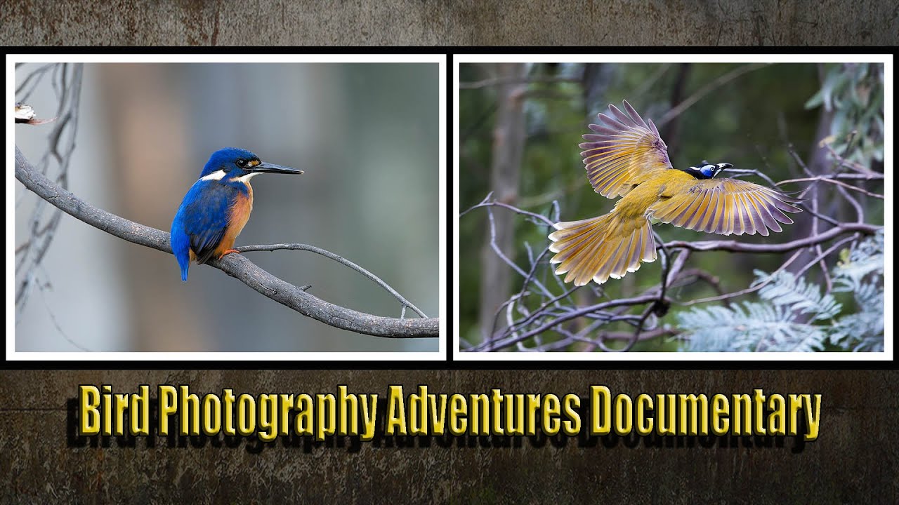 Bird Photography Documentary Adventure 53 images - YouTube