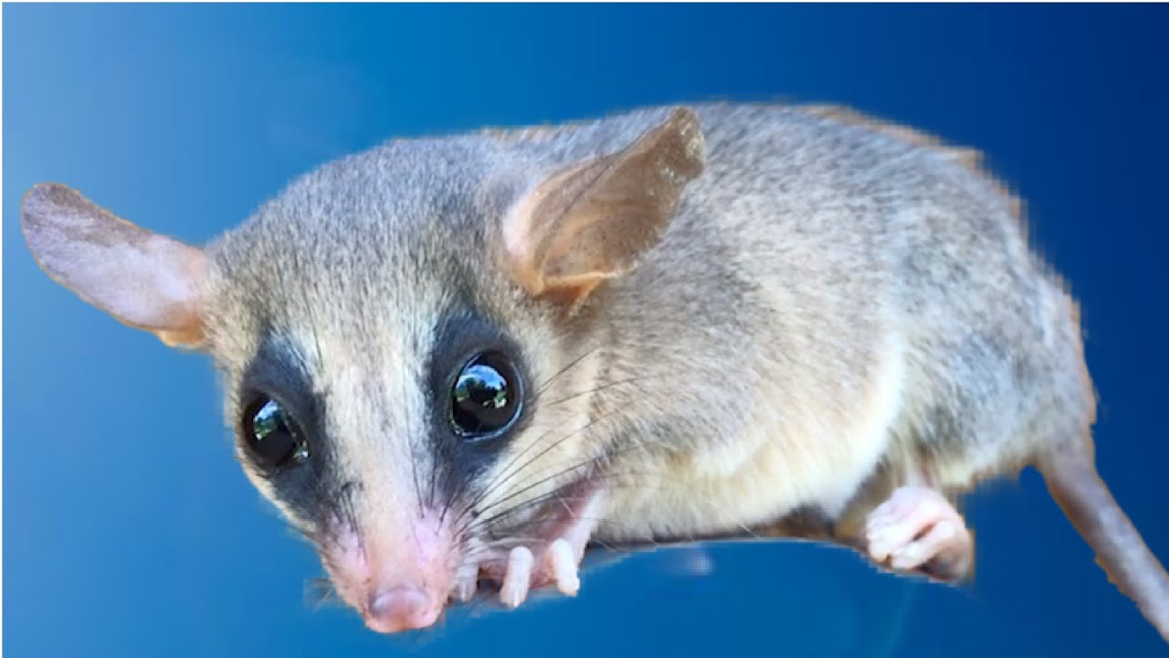 CUÍCA ANIMAL, FATOS E CURIOSIDADES sobre esse MARSUPIAL BRASILEIRO ...