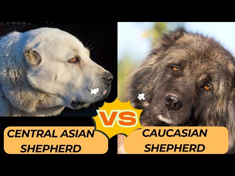 Russian giants: Caucasian Shepherd vs Central Asian Shepherd dogs