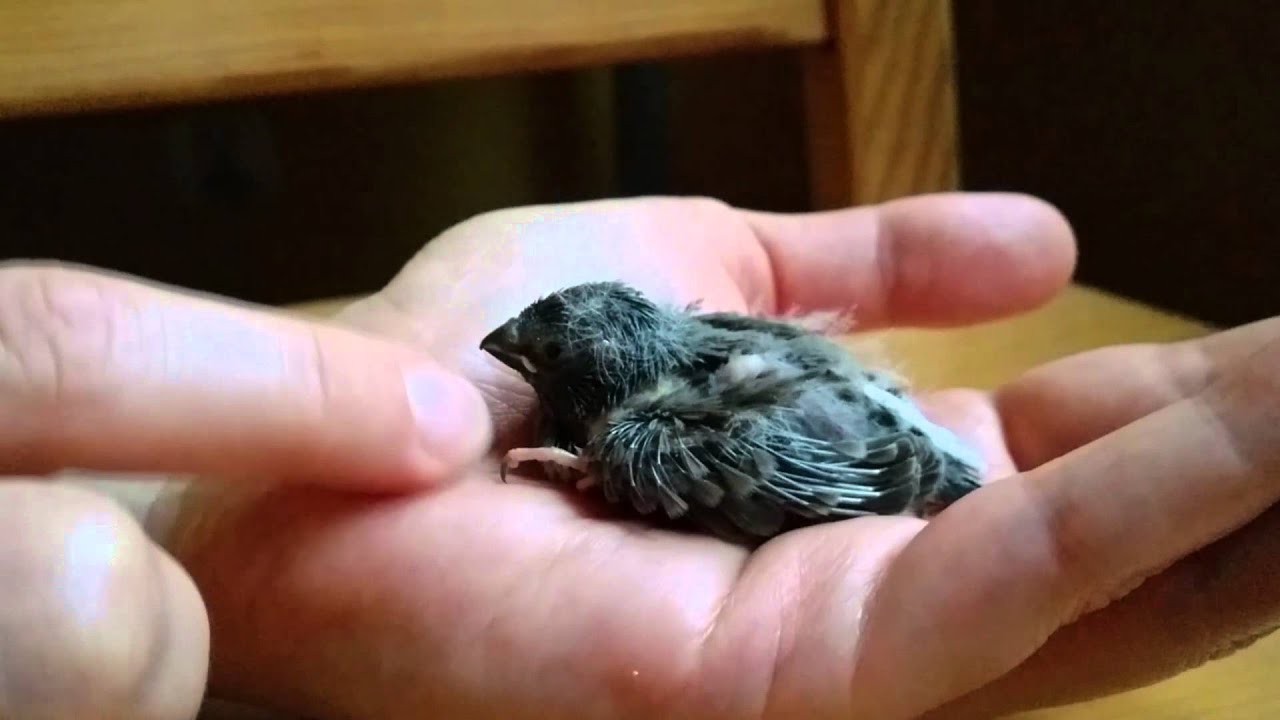 Zebra finch hatchling, two weeks old - YouTube