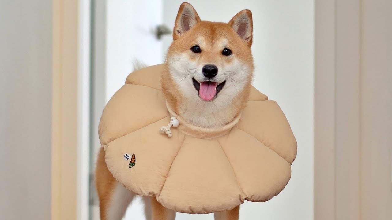 A SHIBA INU FLOWER - YouTube