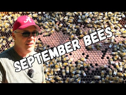 Why Are Bees Active In September