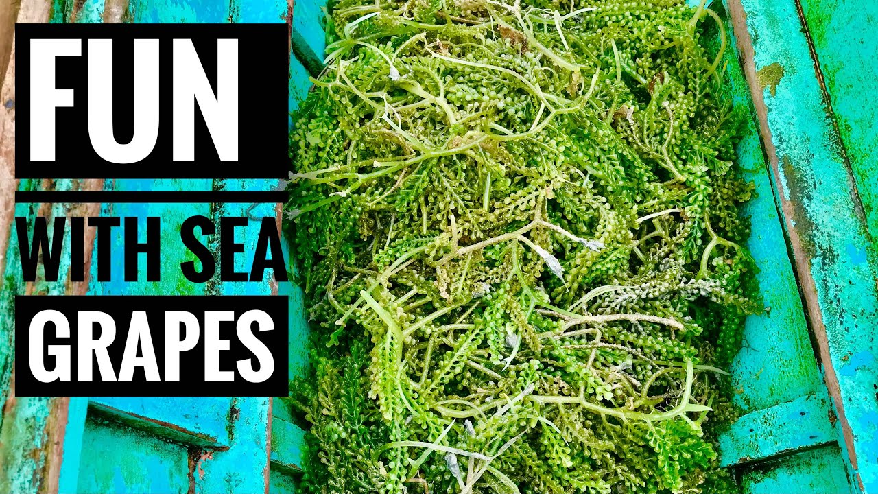 DIVING FOR LATO (SEA GRAPES) PART 3 | BOHOL PHILIPPINES - YouTube
