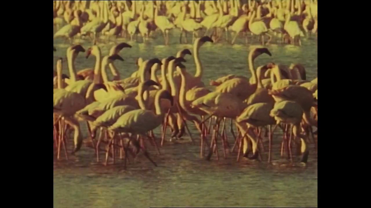 hyna hunt flamingo - YouTube