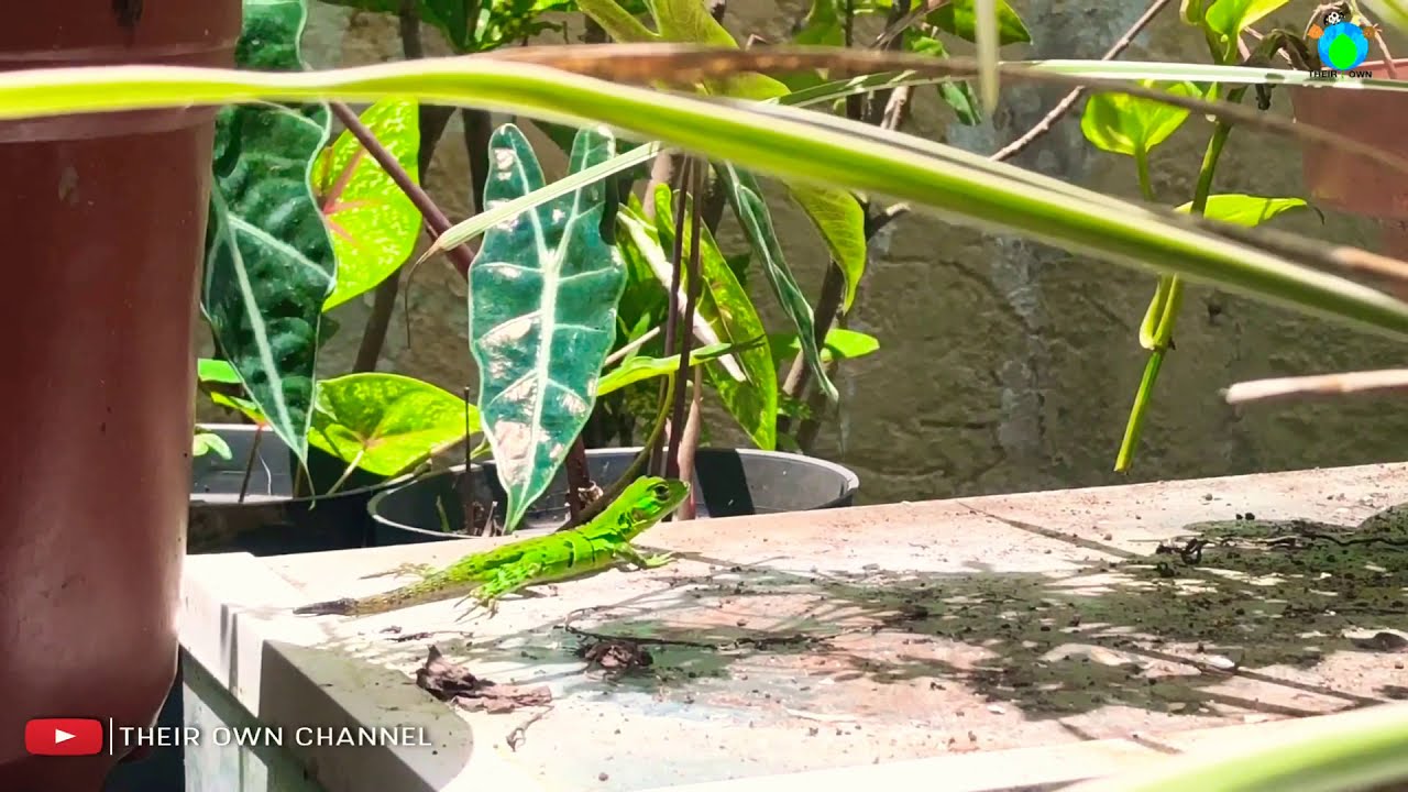 Baby Iguana in Mexico 🇲🇽/ Iguana Bebé / TheirOwnChannel - YouTube