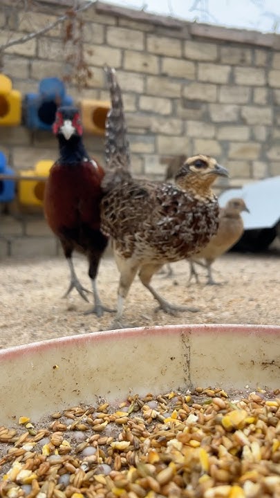 #nature #animals #birds #chicken #wildlife #pheasants #fazan #sülün #qirqovul_house - YouTube