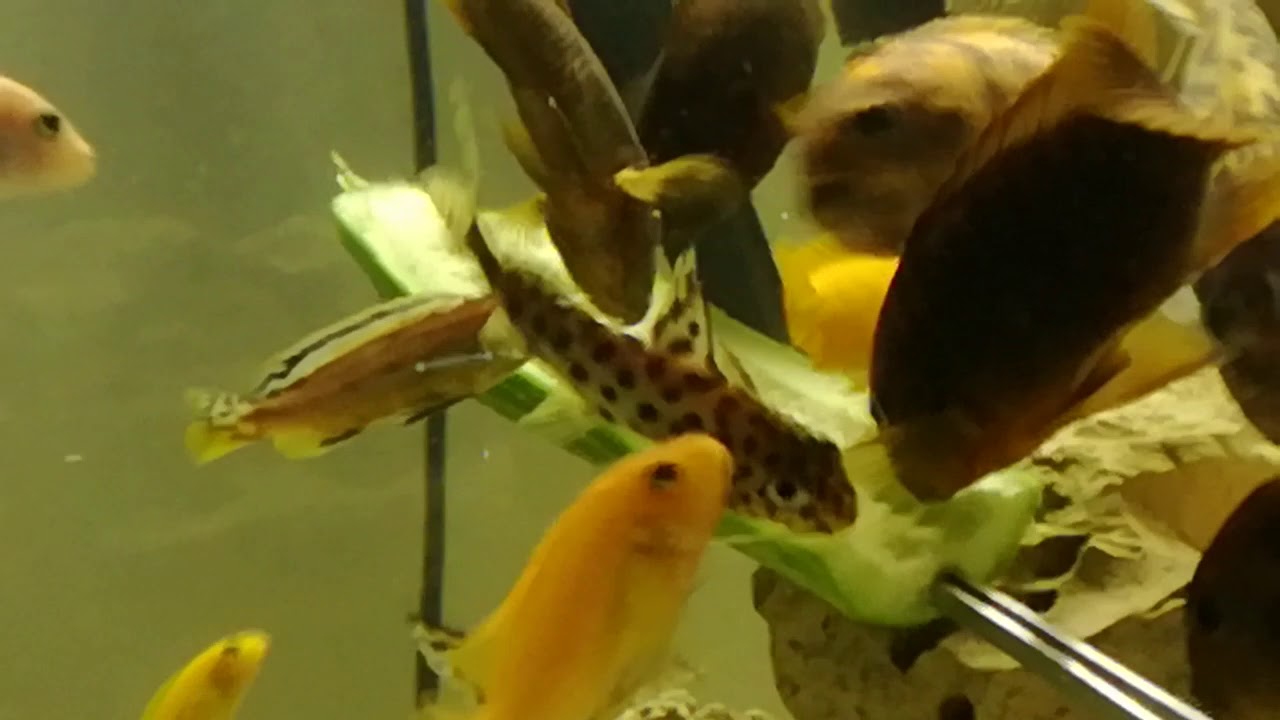 Malawi&cucumber - YouTube