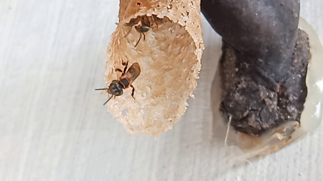 Lepidotrigona Terminata - YouTube
