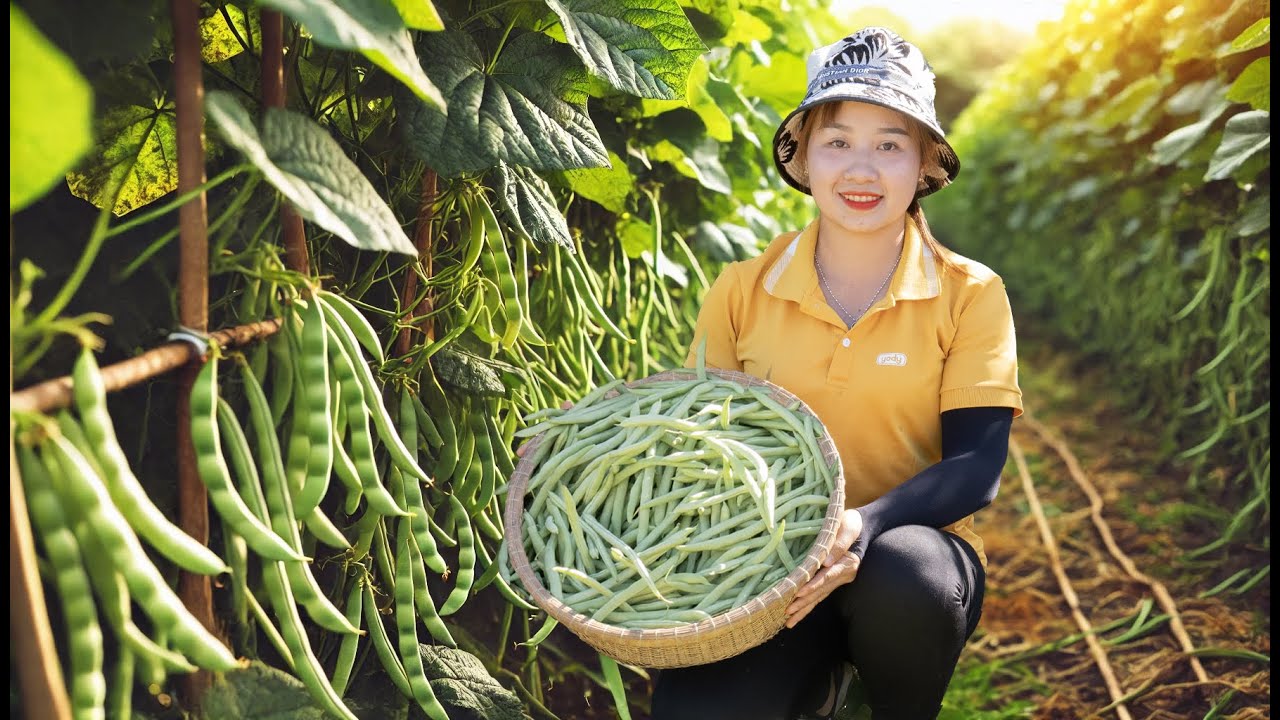 Harvesting String Beans to Sell at the Market – Sowing Mustard Green ...