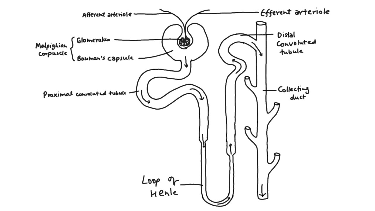 How to draw well labelled diagram of a nephron/ step by step drawing ...
