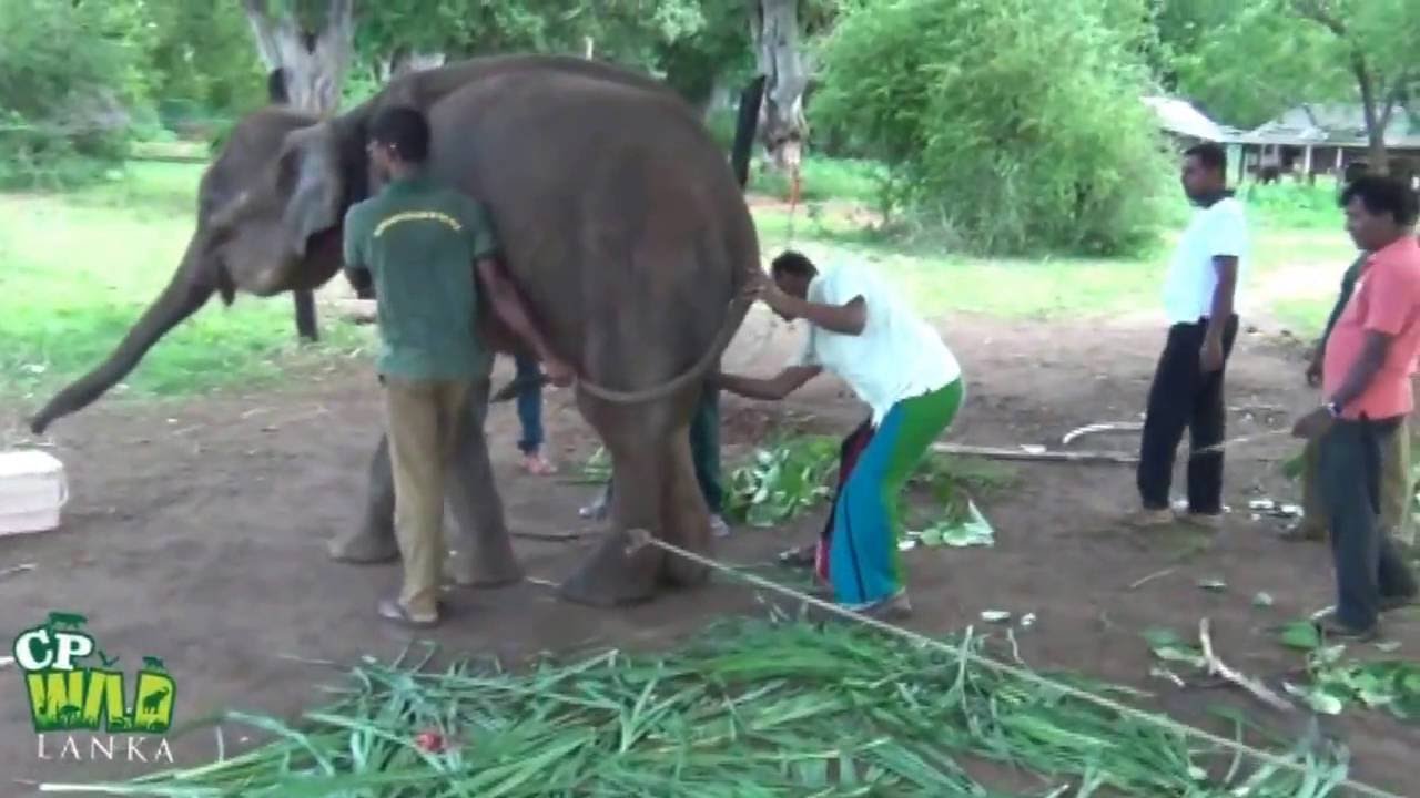 Injured Elephant ! - YouTube