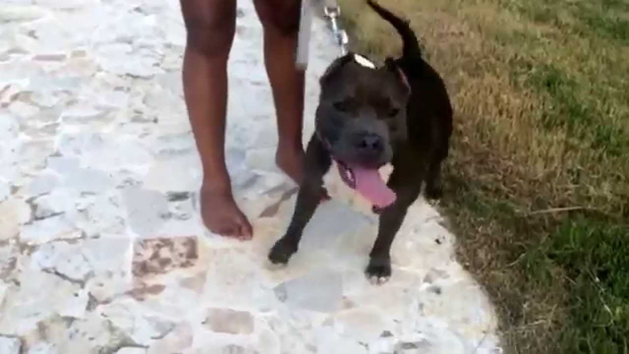 Walking my American Bully - YouTube