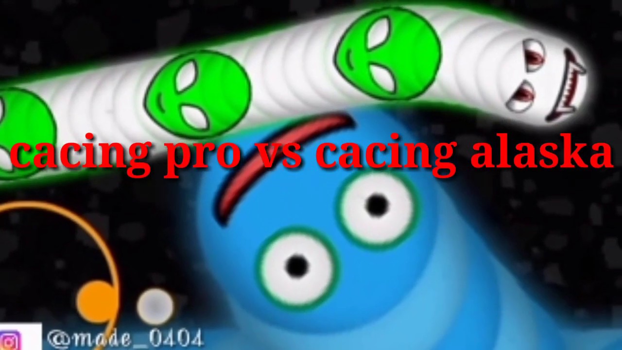 Bertemu banyak cacing alaska cacing pro vs cacing alaska!! - YouTube