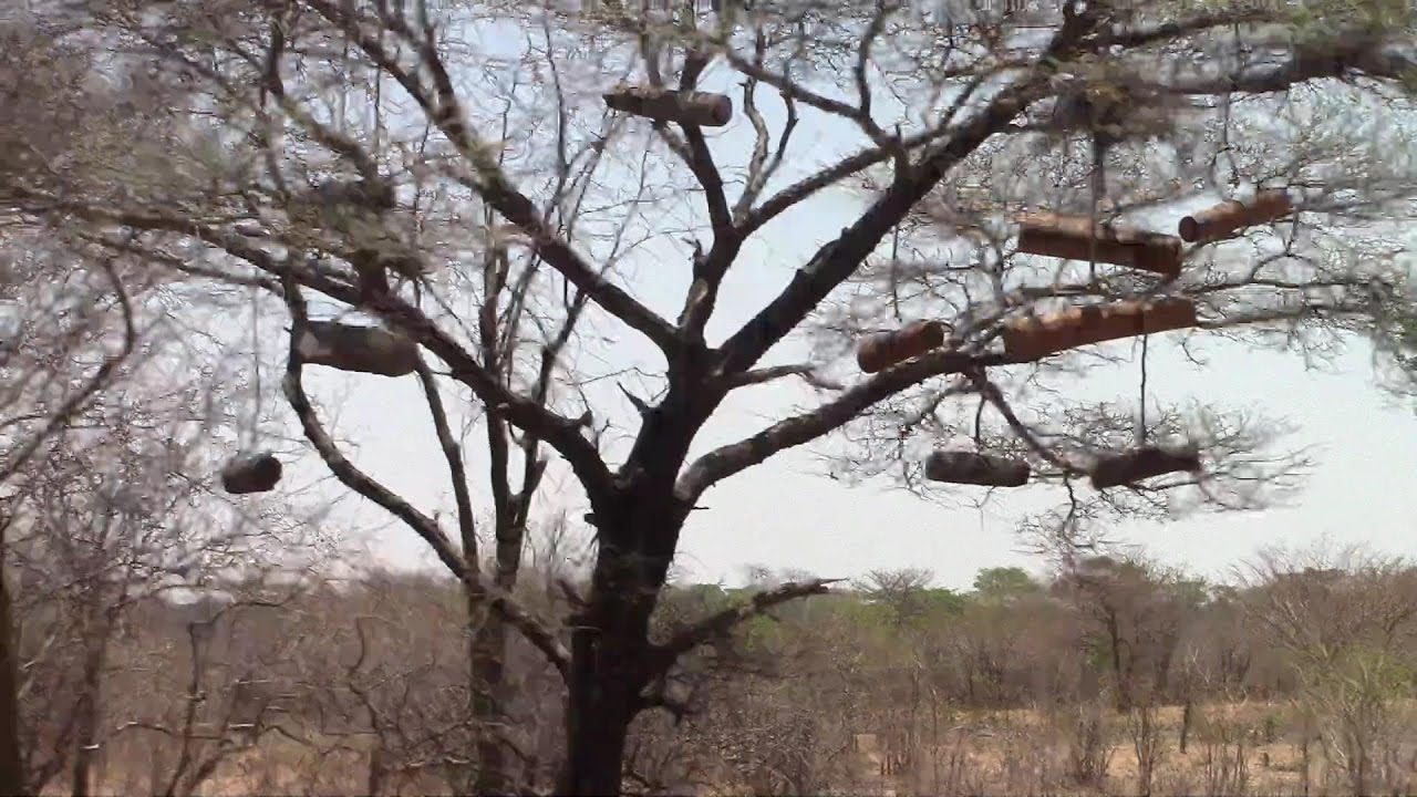 East African log beehives - YouTube