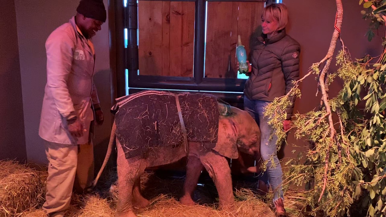 Adine discovers Khanyisa's new baby tusk - YouTube