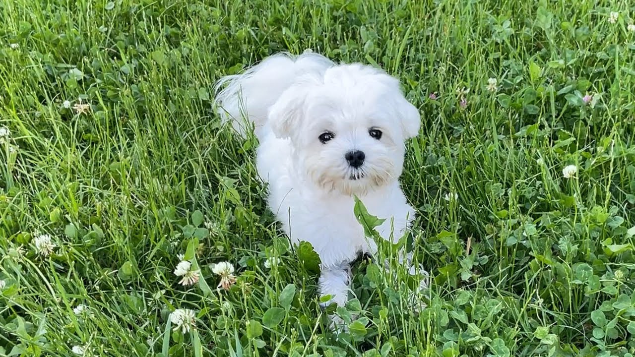 IS OUR MALTESE PUPPY REALLY HAPPY? 🤔 - YouTube