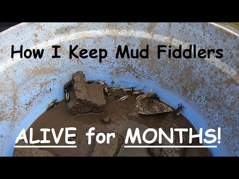 How I keep Fiddler Crabs ALIVE for Months!!! - YouTube