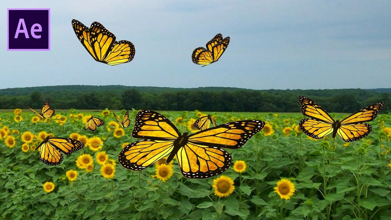 How to animate butterfly flying in after effects [Sophea Unlock] - YouTube