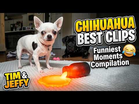 Tim & Jeffy’s Funniest Moments | Ultimate Funny Dog Compilation 😂
