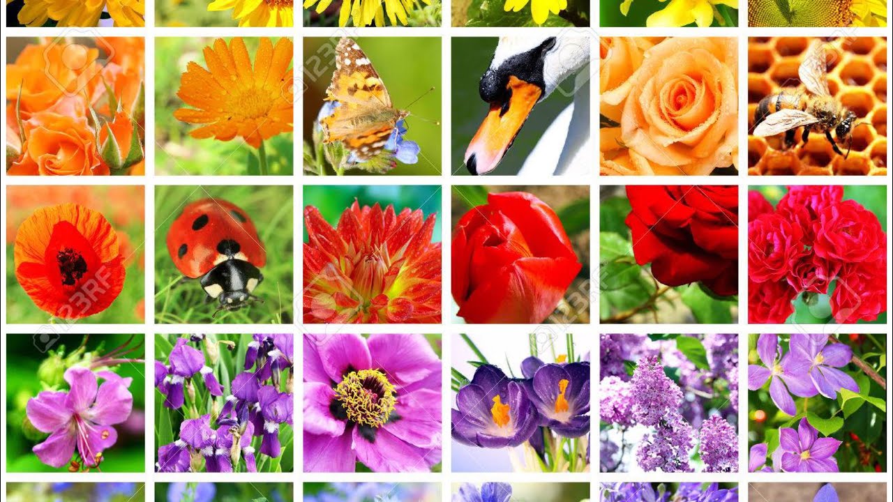 Beautiful Nature Flowers In Germany - YouTube
