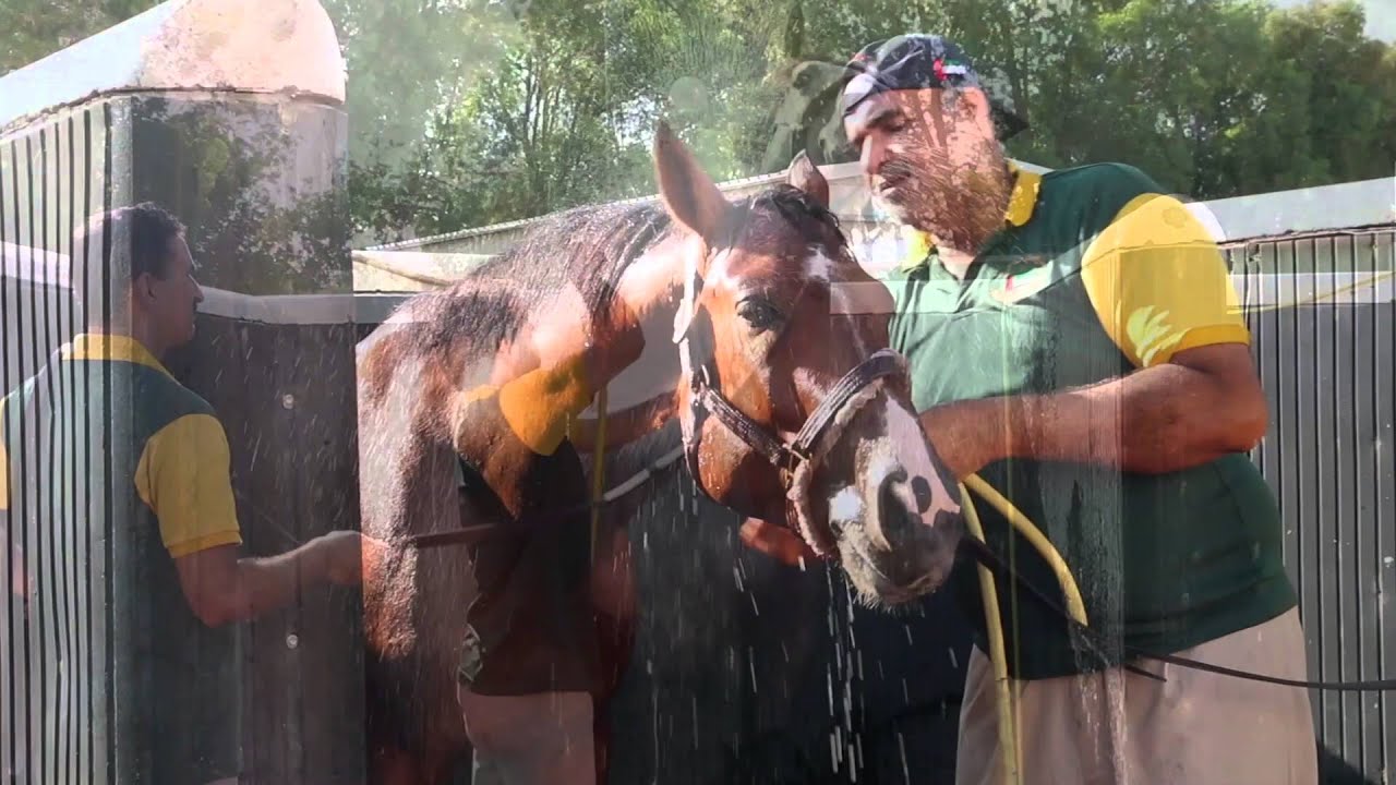 Meydan Stables Tour - Breakfast with the champions - YouTube