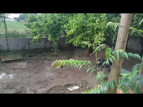 4 kurtarma hikâyesi bir bahçede toplanmış!