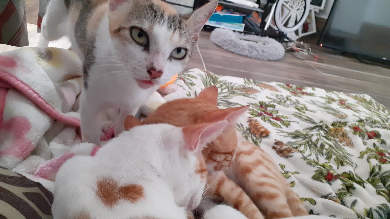 Cute Cat Taking Care Of Her Brothers! | Cute Cats | Cat Video | Pet ...