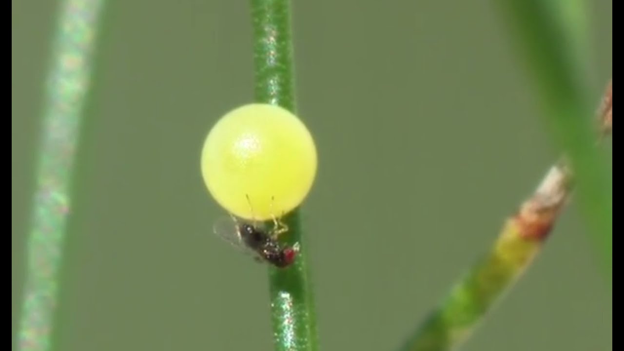 Trichogrammatidae: Trichogramma gicai parasitizes eggs of Papilio ...