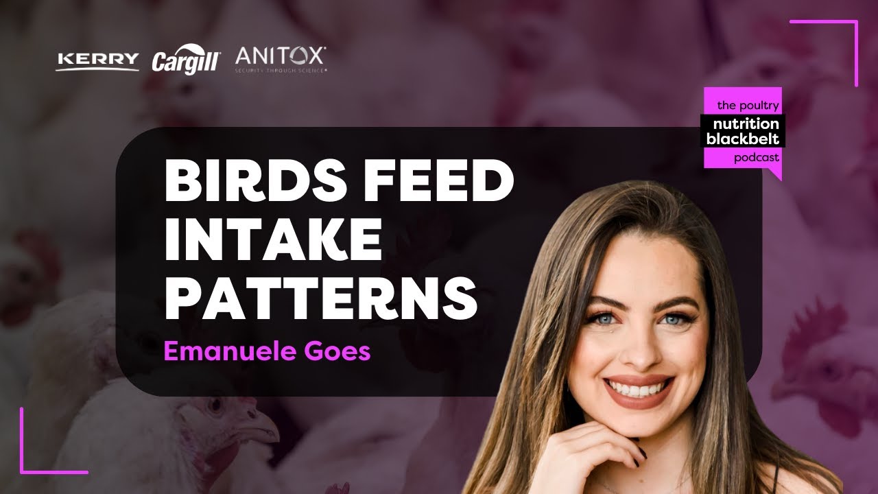Birds feed intake patterns - YouTube