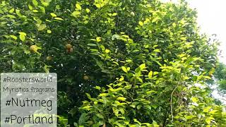 Nutmeg tree in Portland, Jamaica