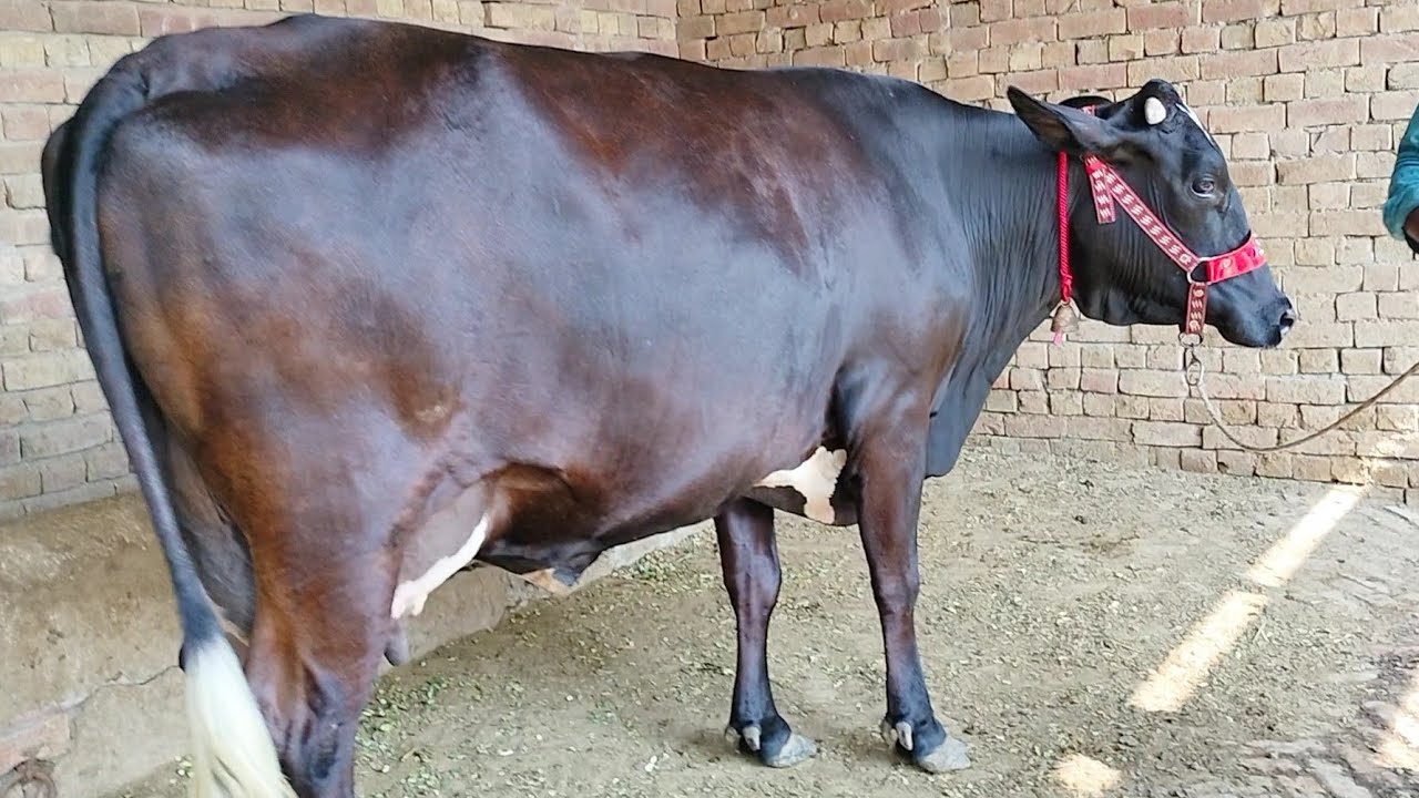 top class cow| Hf cow for sale in Pakistan 21/08/2023 - YouTube